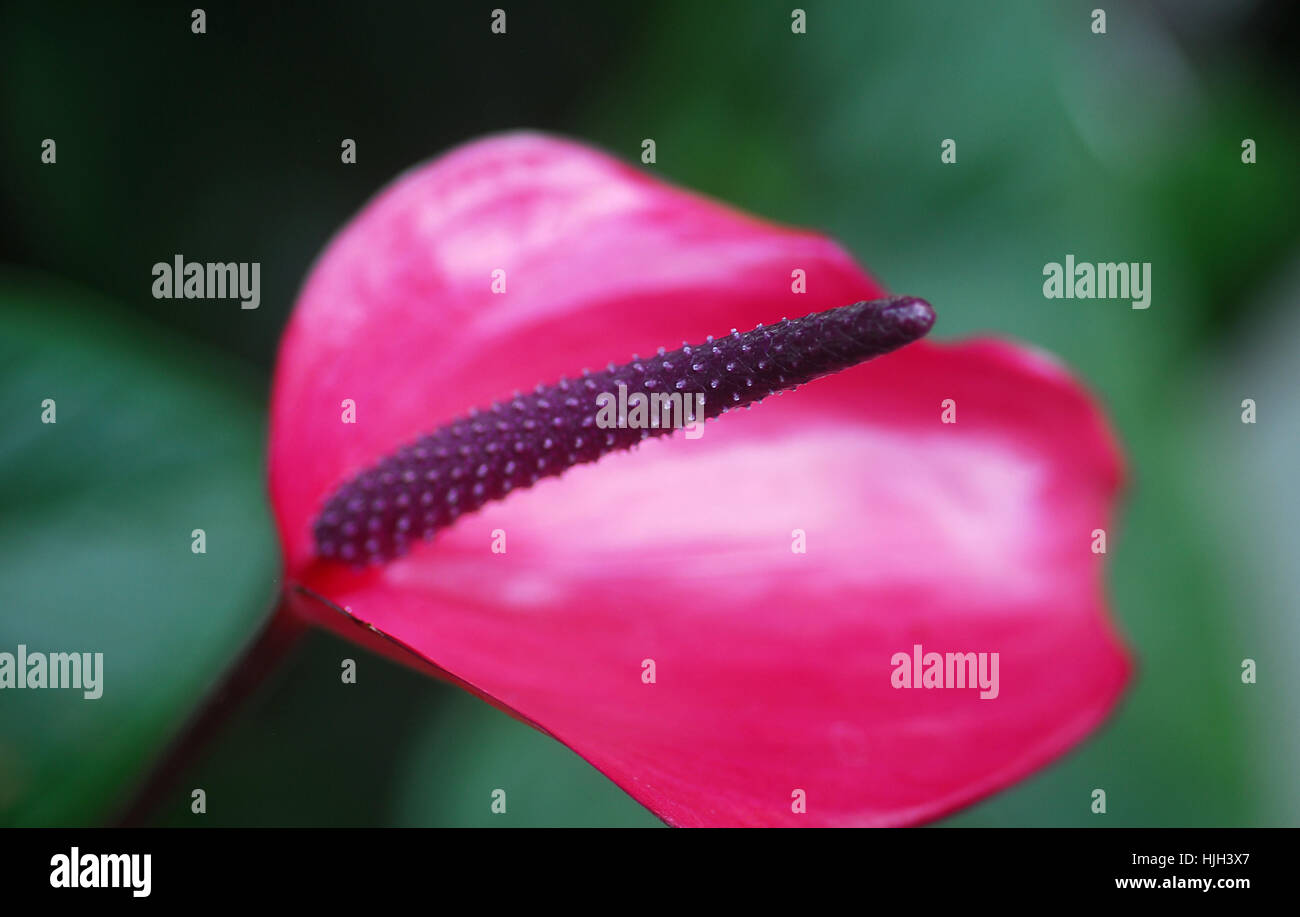 pink color anthurium Flower in bloom in spring Stock Photo - Alamy