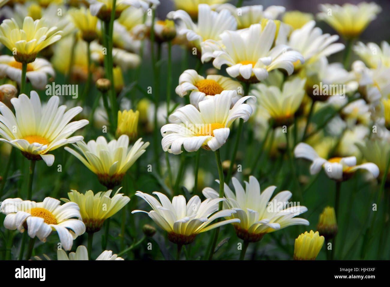 garden, flower, plant, bloom, blossom, flourish, flourishing, flora ...