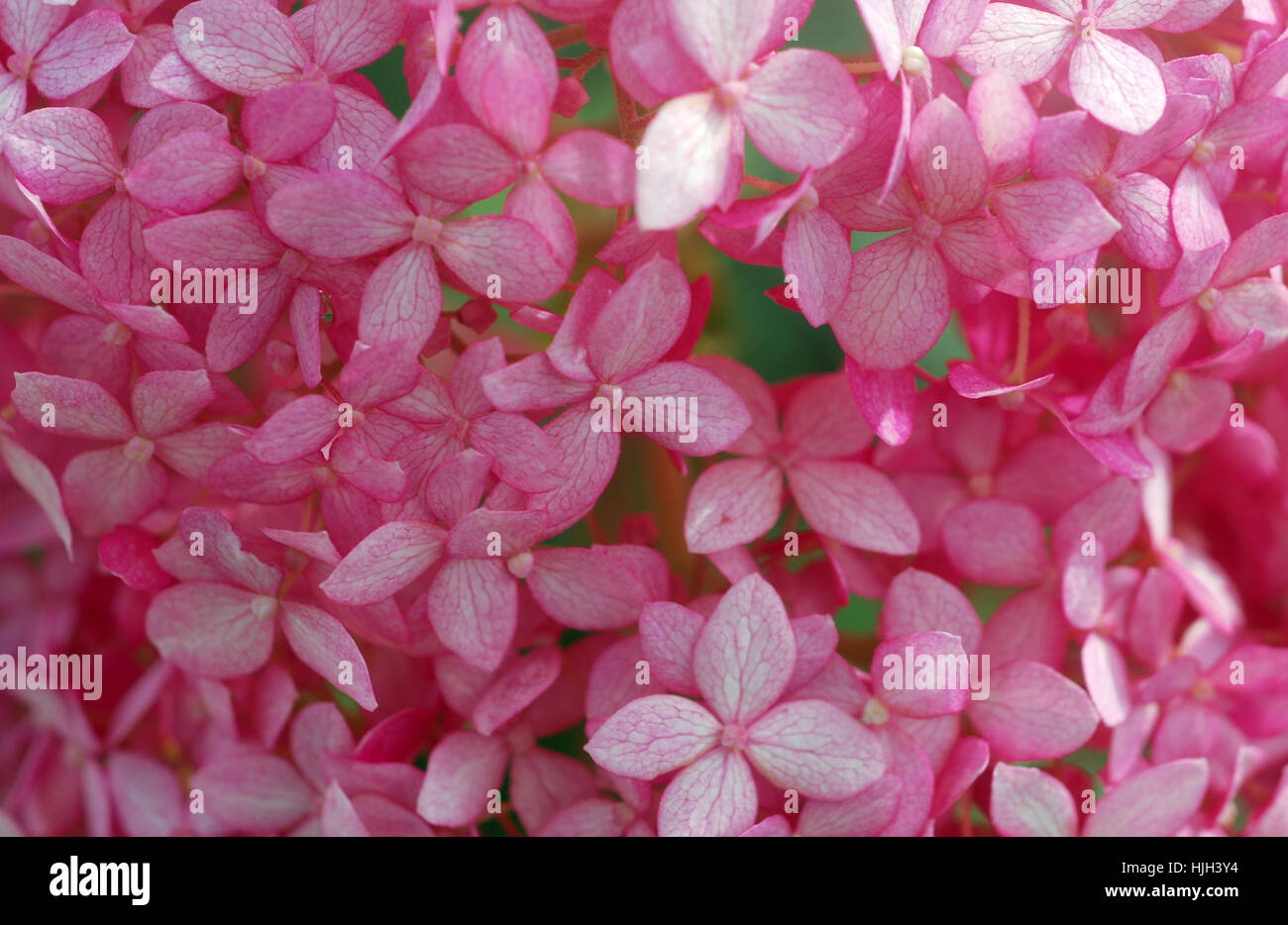 colour, garden, flower, plant, small, tiny, little, short, petal, color ...