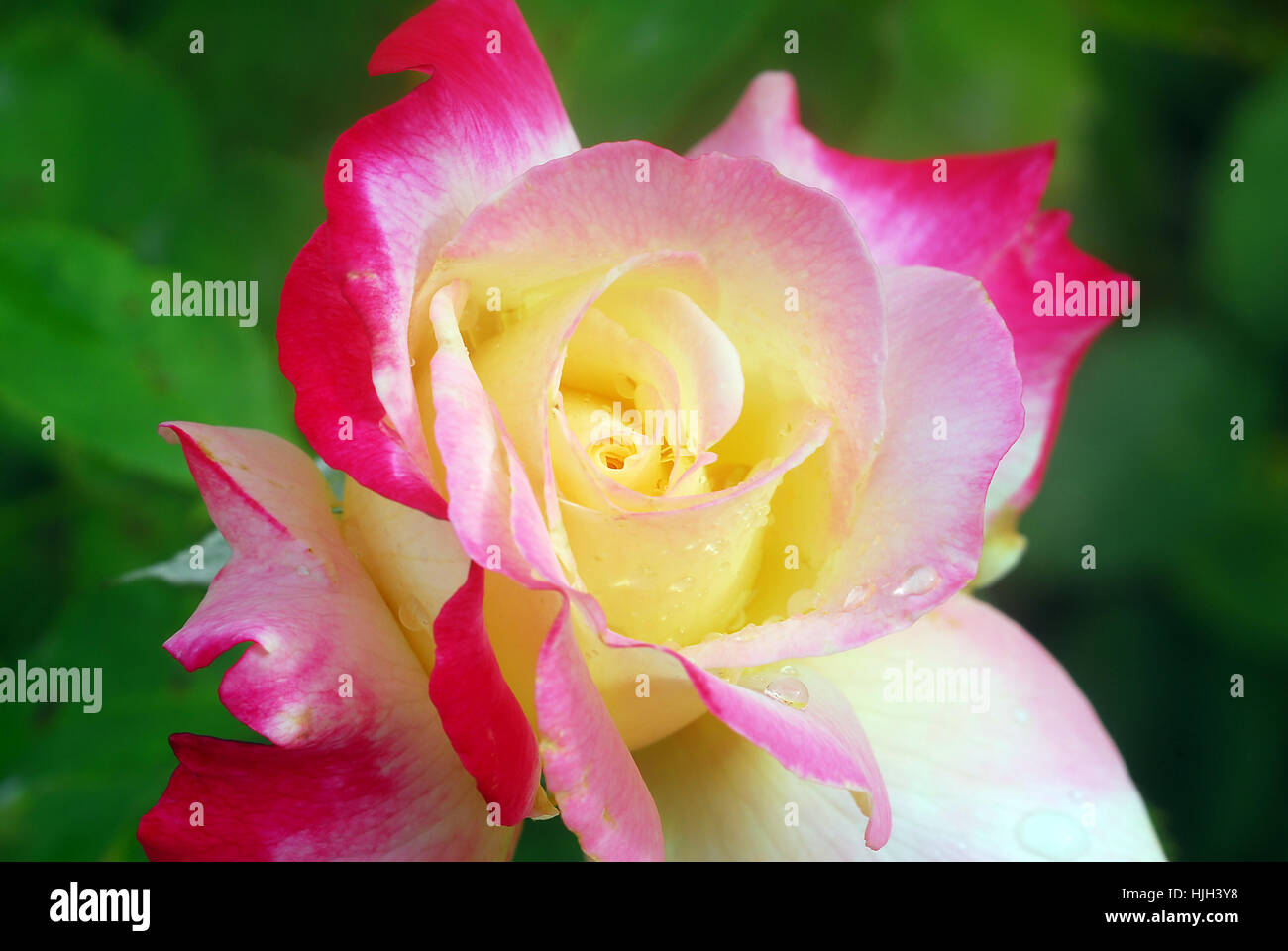 isolated, colour, flower, plant, rose, bloom, blossom, flourish ...