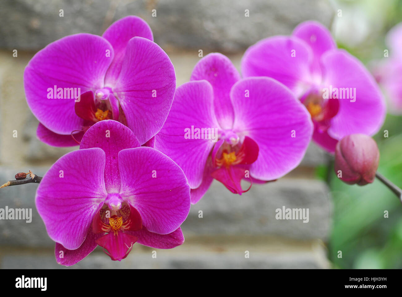 colour, garden, flower, plant, bloom, blossom, flourish, flourishing ...