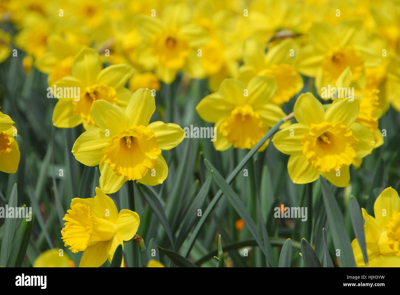 garden, flower, plant, bloom, blossom, flourish, flourishing, flora ...