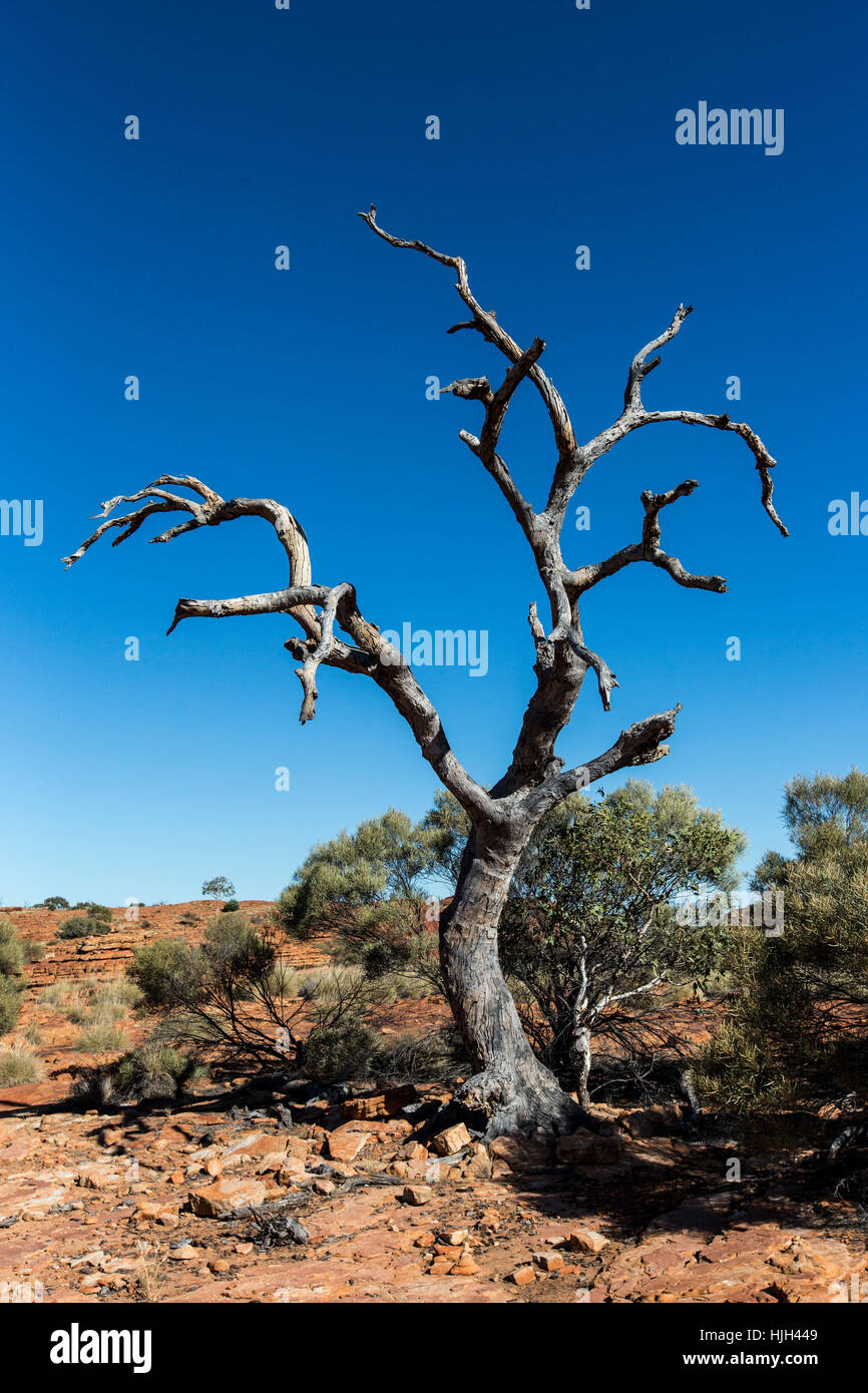 desert, wasteland, australia, dry, dried up, barren, dead, tree, trees ...