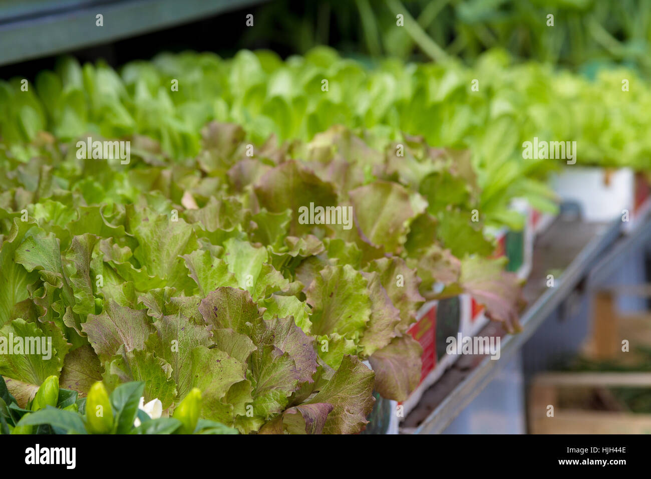 spring, bouncing, bounces, hop, skipping, frisks, jumping, jump ...