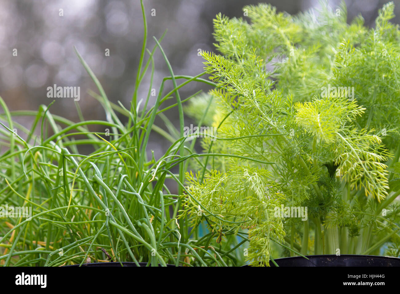 condiment, vegetation, herb, plant, food, aliment, leaf, condiment ...