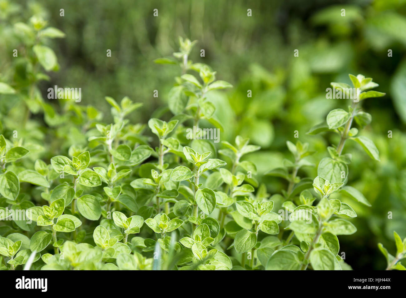 herb, oregano, market, plant, food, aliment, leaf, condiment, garden ...