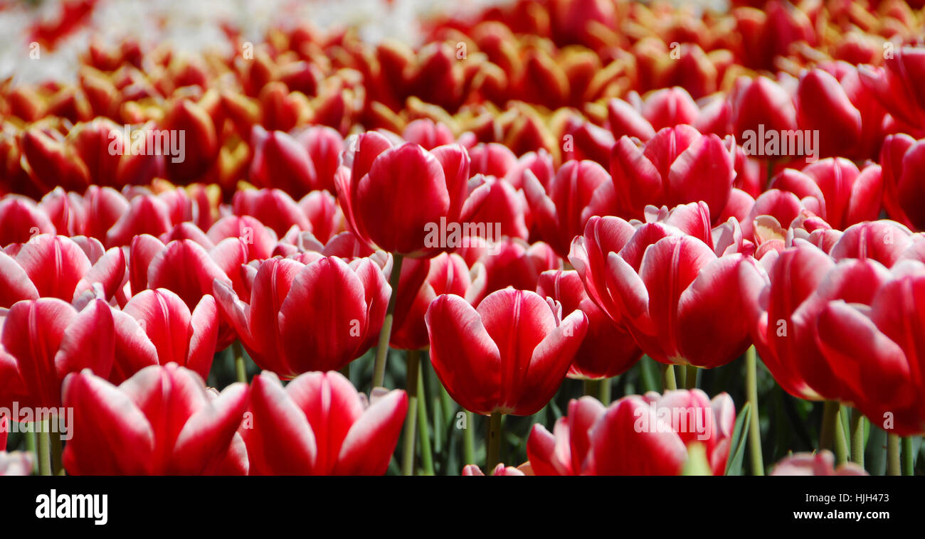 garden, flower, plant, bloom, blossom, flourish, flourishing, field ...