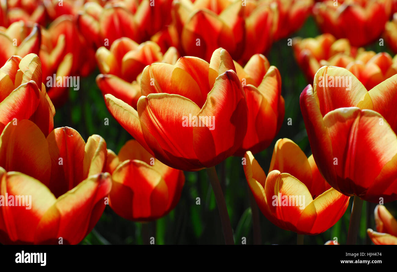 garden, flower, plant, bloom, blossom, flourish, flourishing, field ...