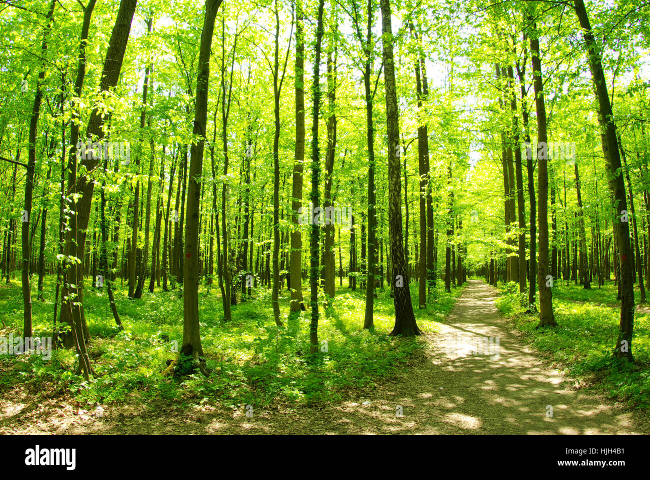religious, tree, trees, sunbeams, sunlight, magnificence, woods, luxury ...
