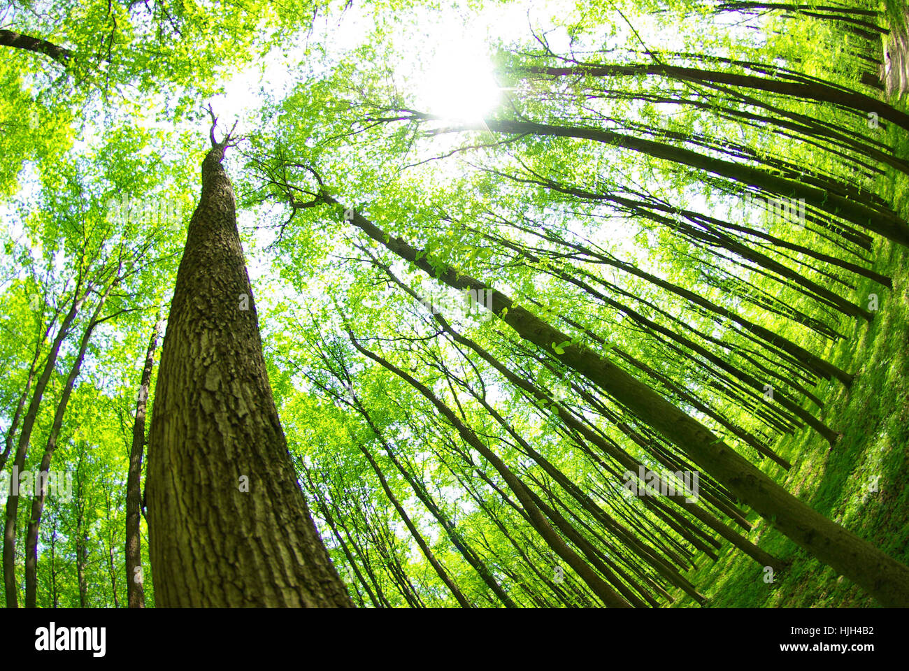 religious, tree, trees, fog, sunbeams, sunlight, energy, power ...