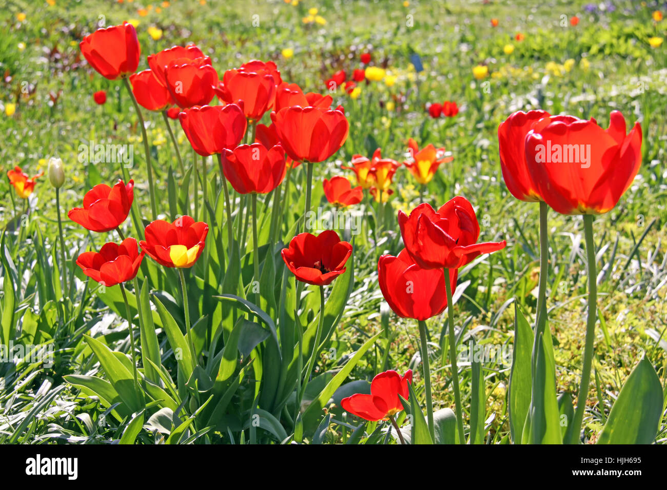 Border in red hi-res stock photography and images - Alamy