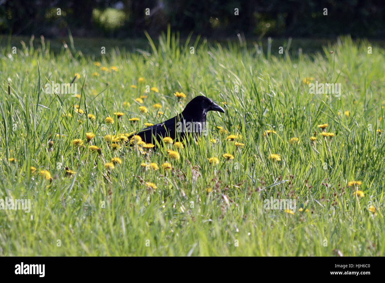Spring break feathers hi-res stock photography and images - Alamy