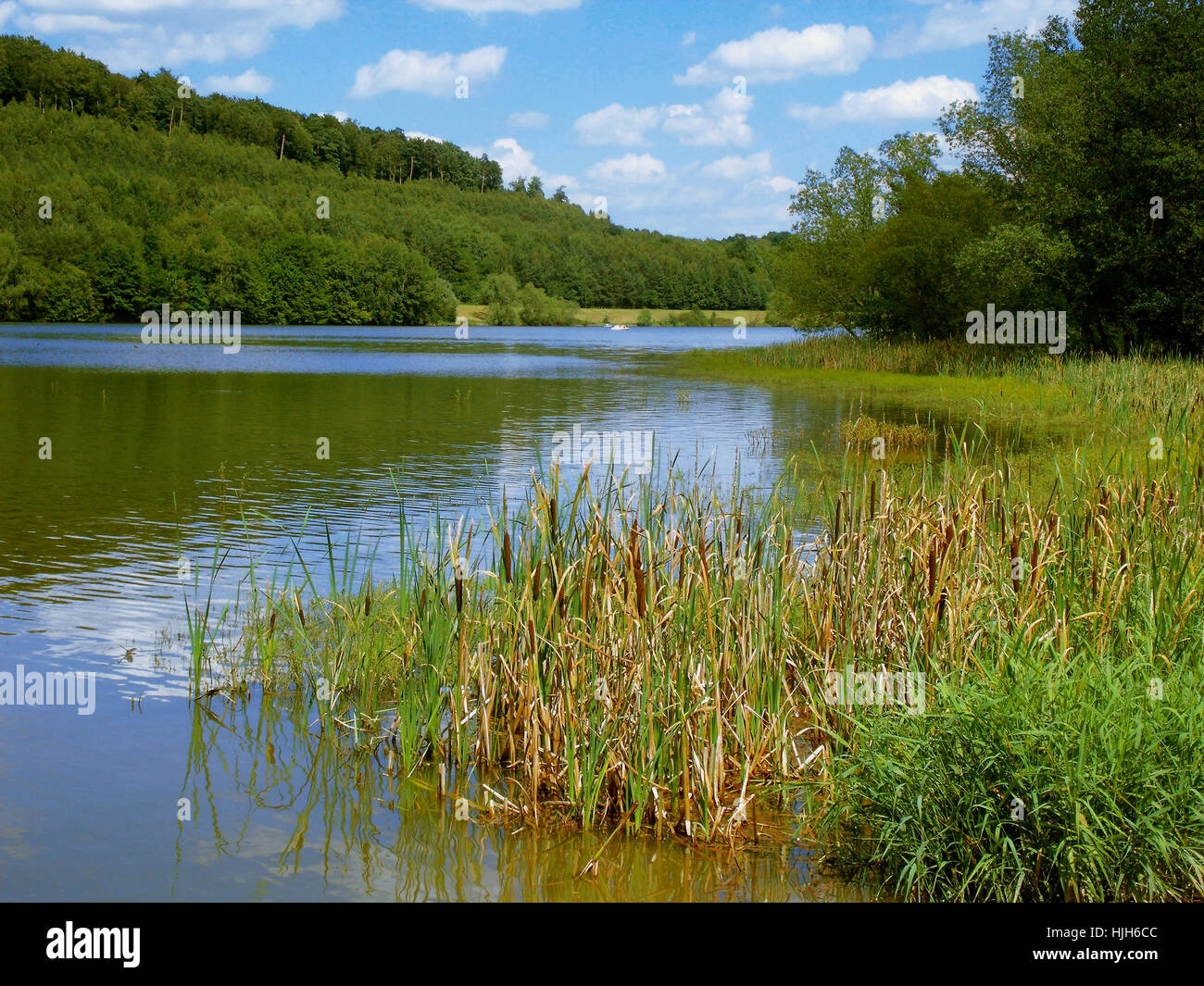 angle, fish, artificial lake, drinking water, water, dam, reed, salt ...