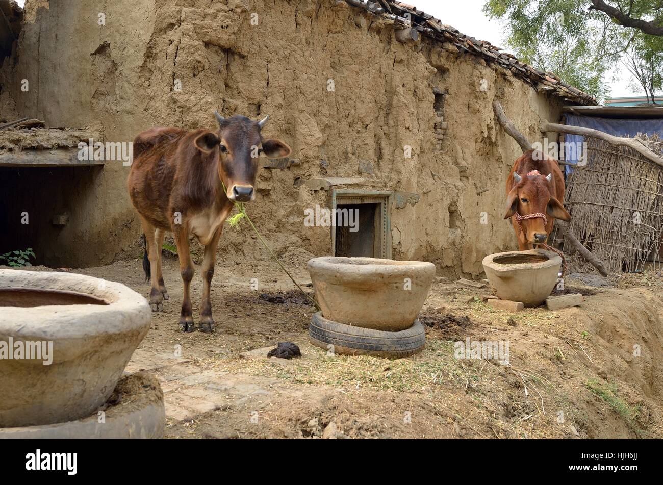 India cow farms hi-res stock photography and images - Alamy