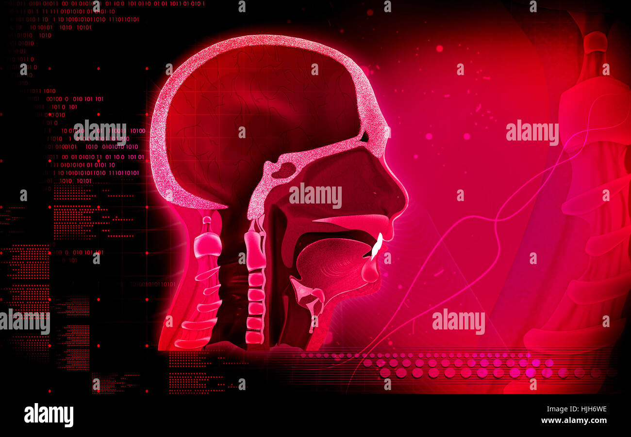 Voice box anatomy hi-res stock photography and images - Alamy