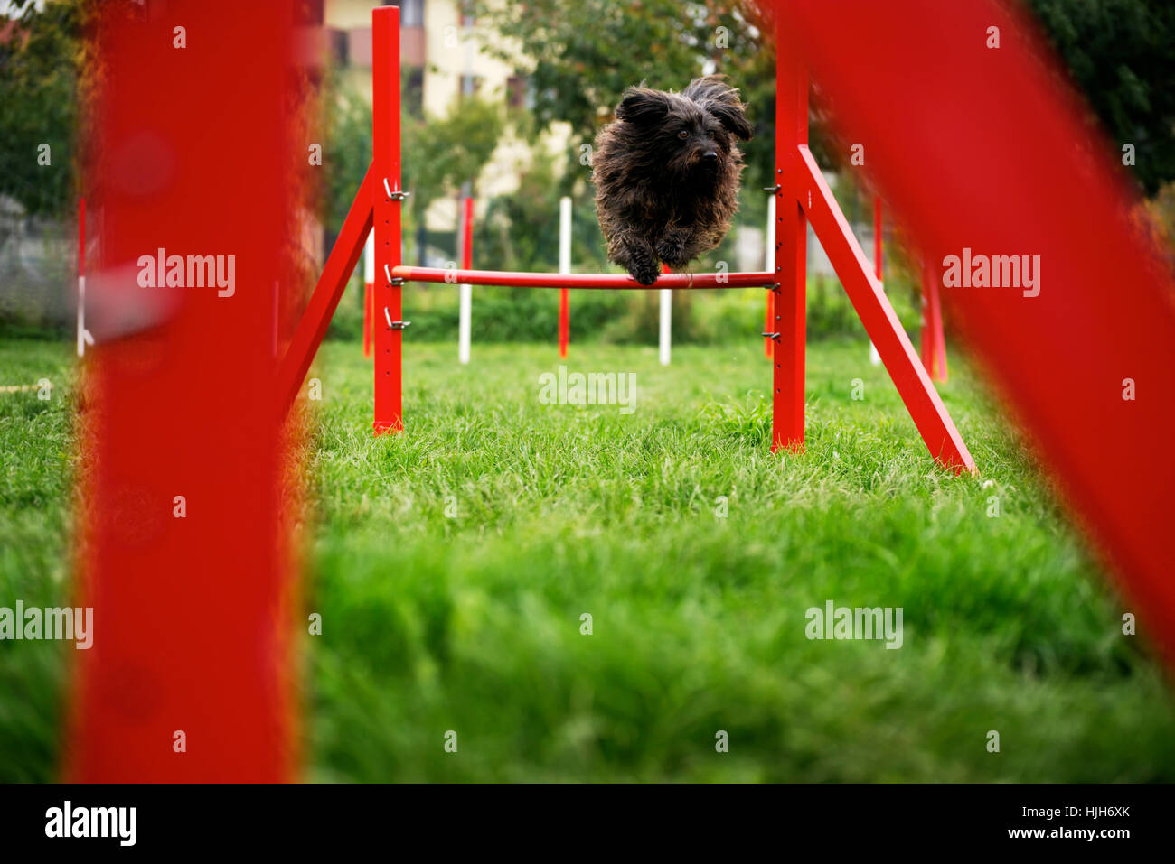 Quick learning dog hi-res stock photography and images - Alamy