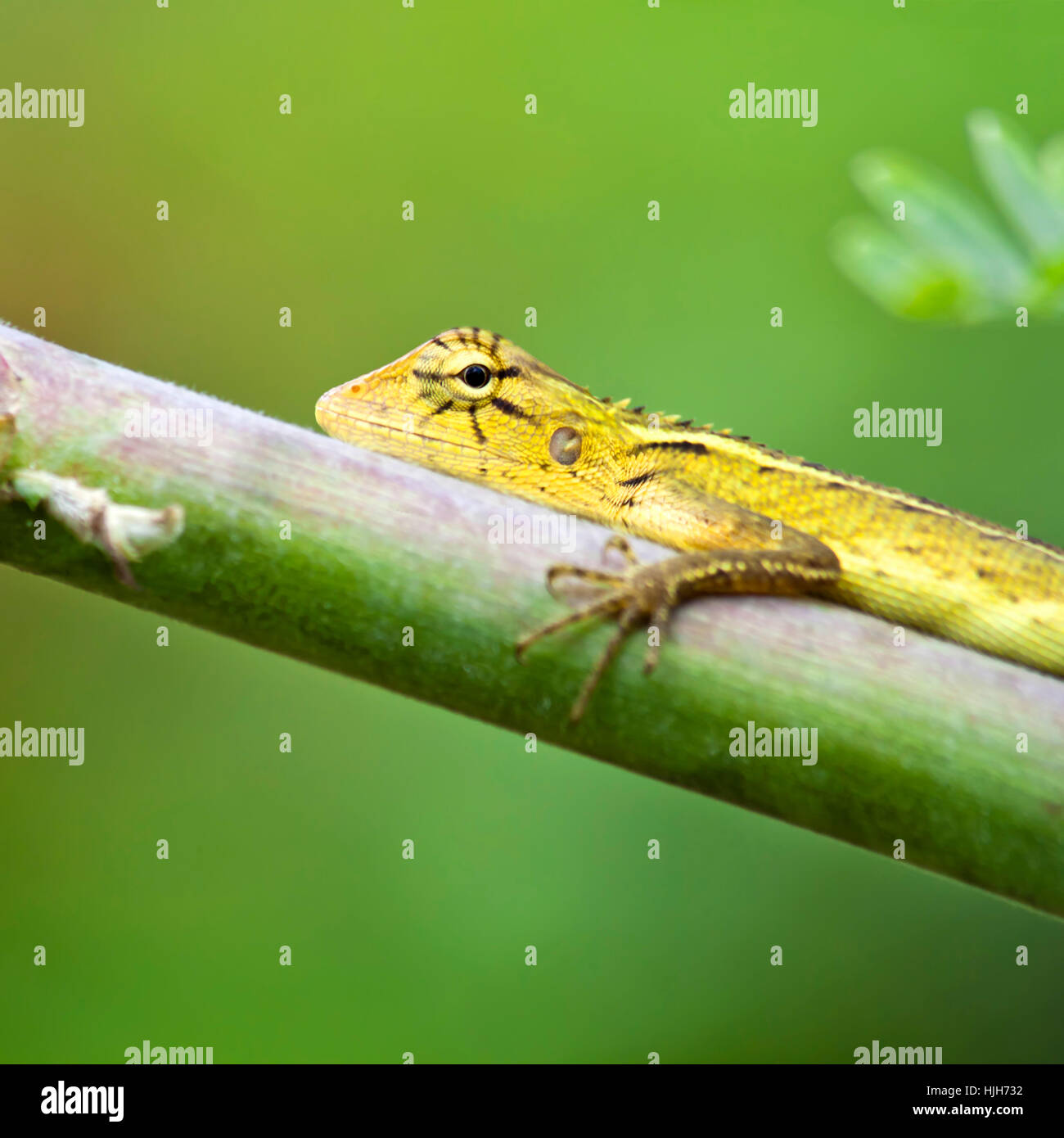 Crawling reptile animation hi-res stock photography and images - Alamy
