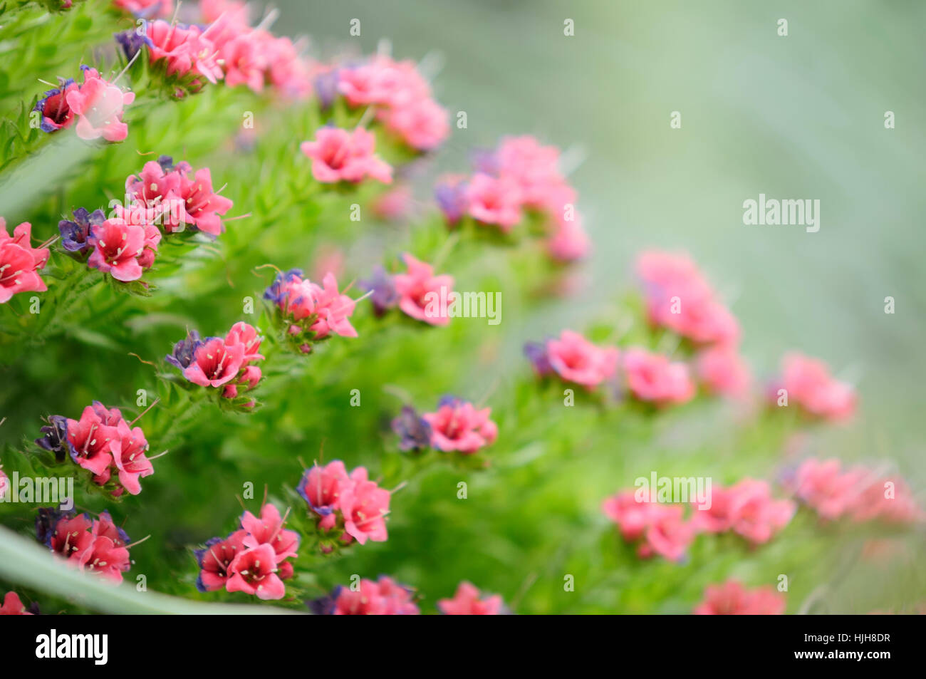 Natter hi-res stock photography and images - Alamy