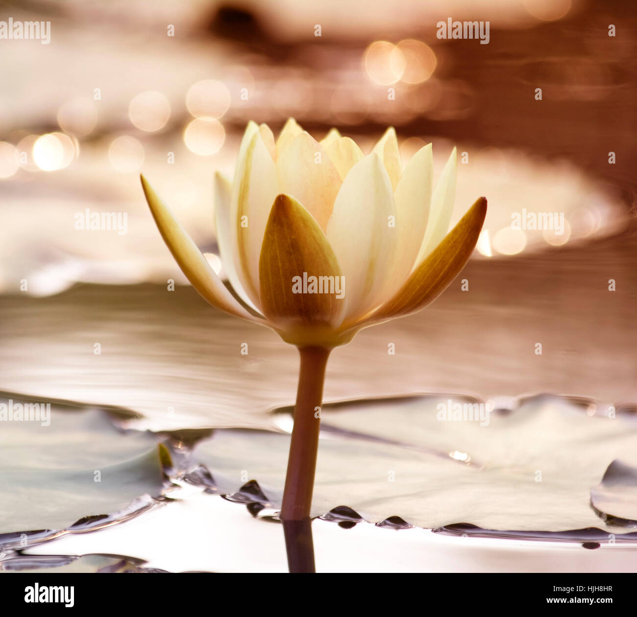beautiful, beauteously, nice, leaf, detail, environment, enviroment ...