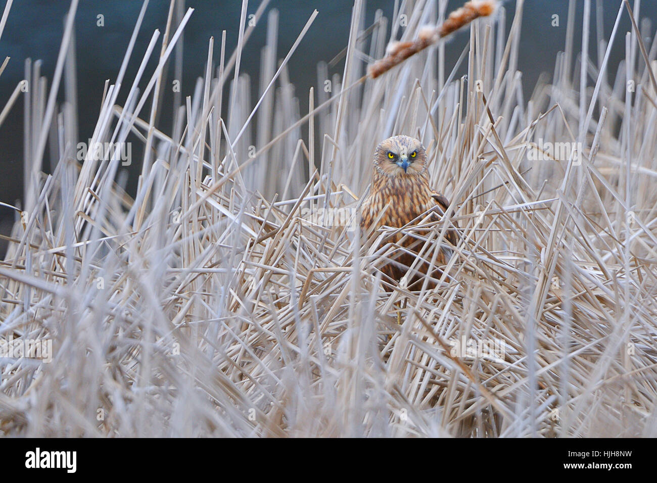 birds of prey, raptor, hiding-place, reed, consecration, hunting, chase ...
