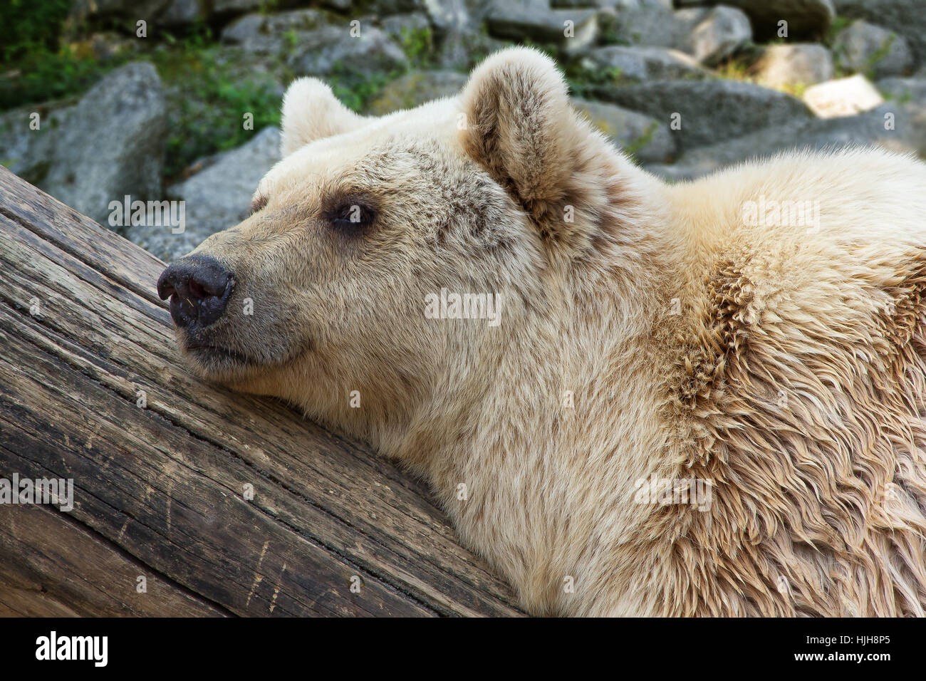 Braunbr ursus arctos brown bear hi-res stock photography and images - Alamy