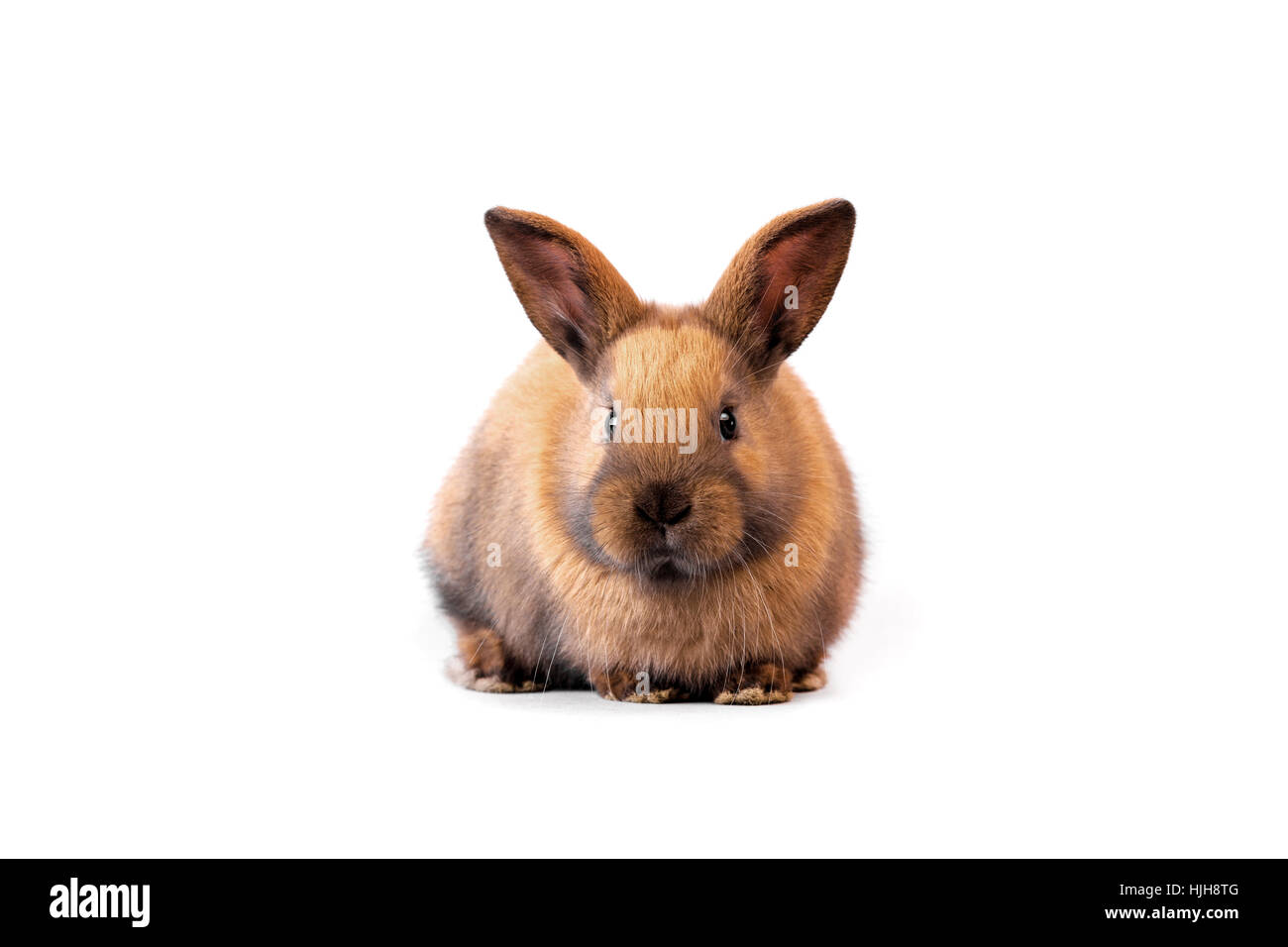 pet, rabbit, hare, young animal, roast hare, rabbits, bunny, roast, fry ...