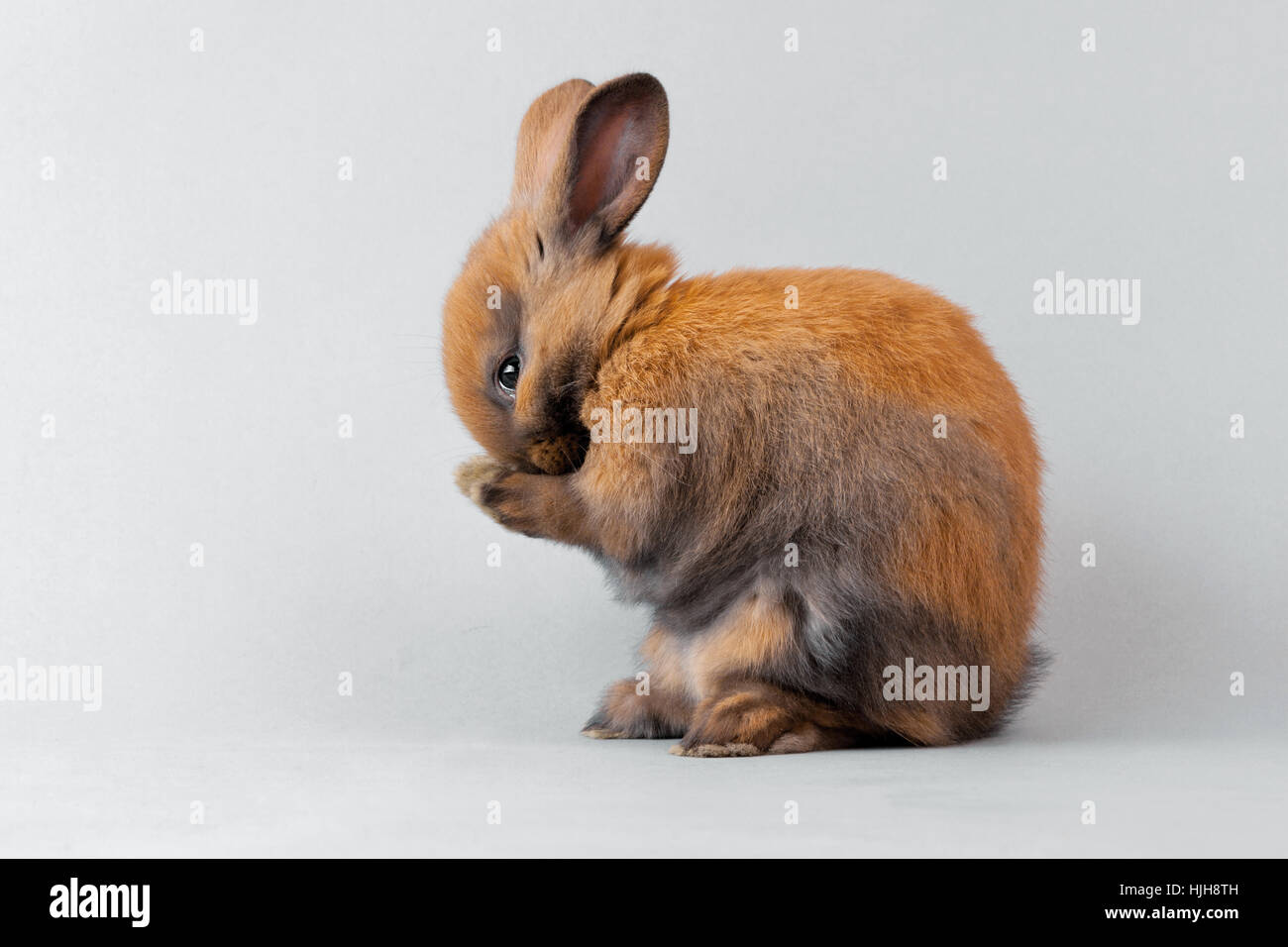pet, rabbit, hare, young animal, roast hare, rabbits, bunny, roast, fry ...