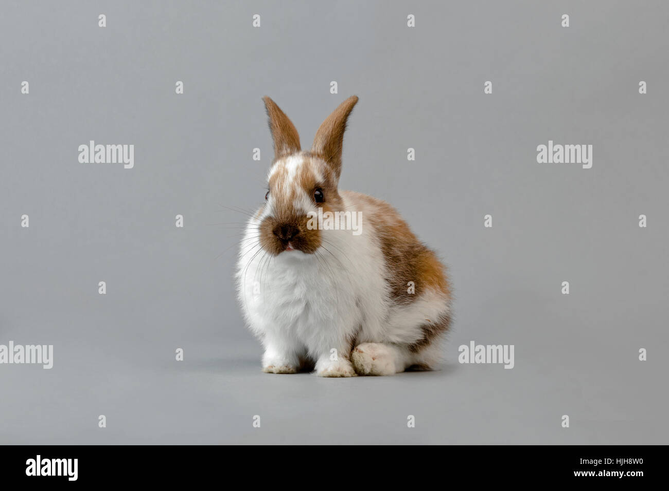 Roast rabbits hi-res stock photography and images - Alamy