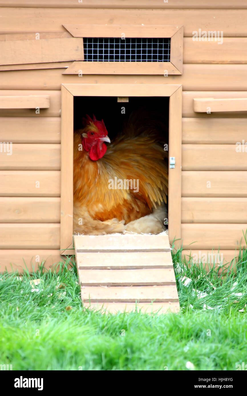 house, building, bird, beak, ramp, eggs, hen, home, agriculture ...