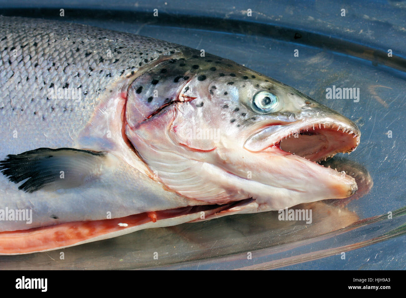 angle, fish, raw, seafood, edible, gutter, whole, platter, head, food ...