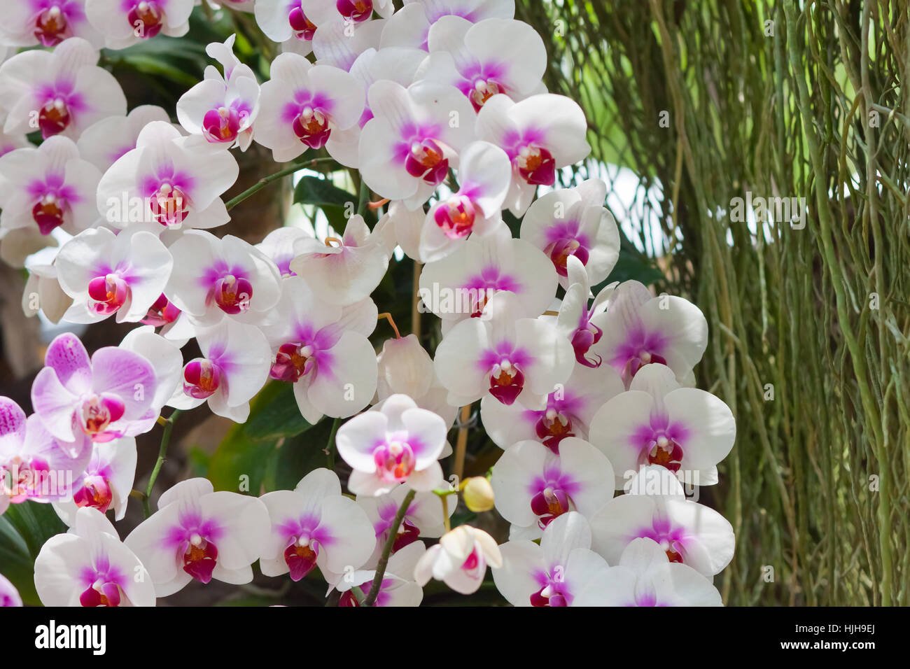 leaf, flower, orchid, plant, nature, natural, close, arrangement ...