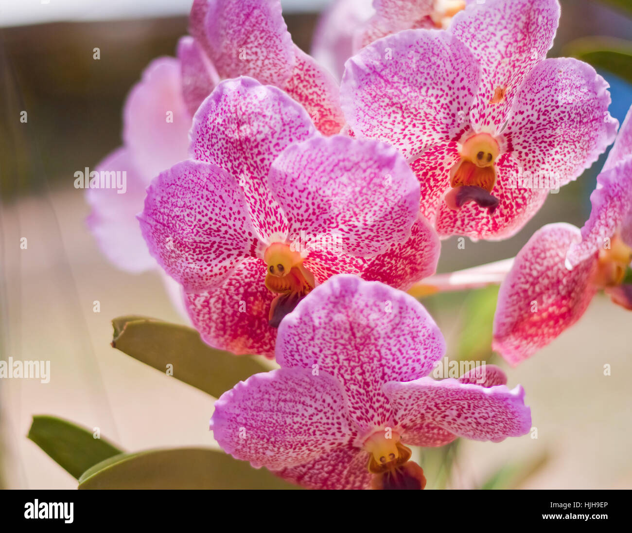 leaf, flower, orchid, plant, nature, natural, close, arrangement ...