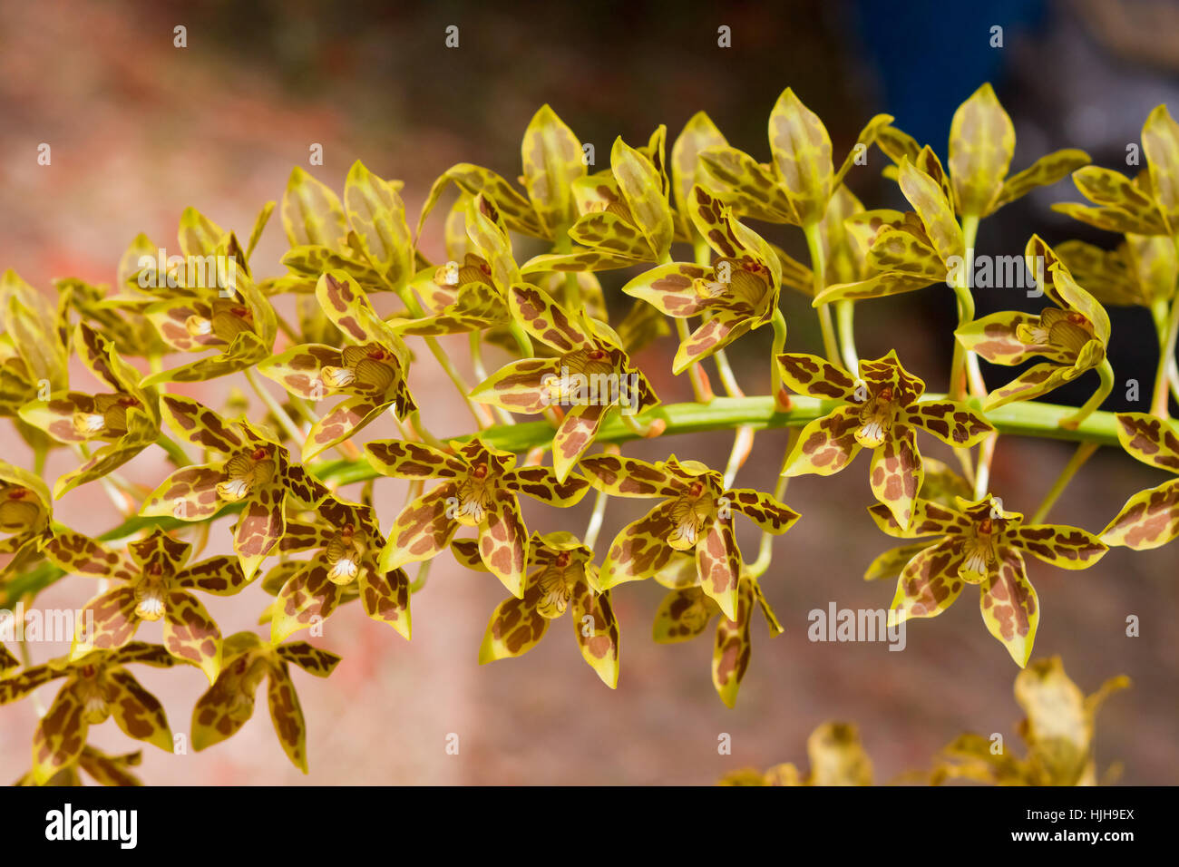 leaf, flower, orchid, plant, nature, natural, close, arrangement ...