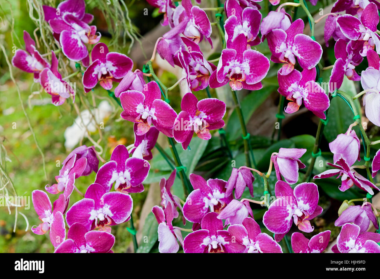 leaf, ornamental, pattern, flower, orchid, plant, natural, close ...