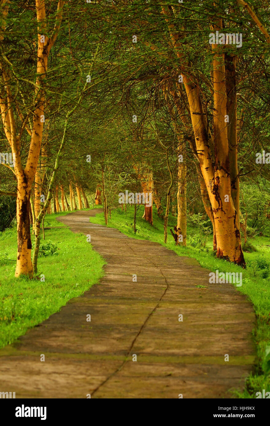 tree, trees, africa, kenya, wildlife, African, road, street, pathway ...