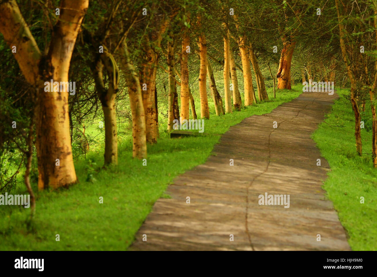 tree, trees, africa, kenya, wildlife, African, road, street, pathway ...