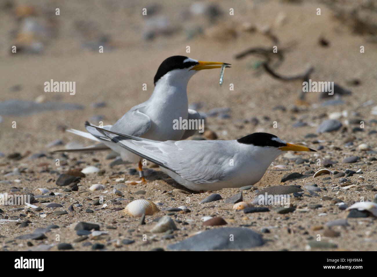 Courthip ritual between Little Terns , where the male presents a sand ...
