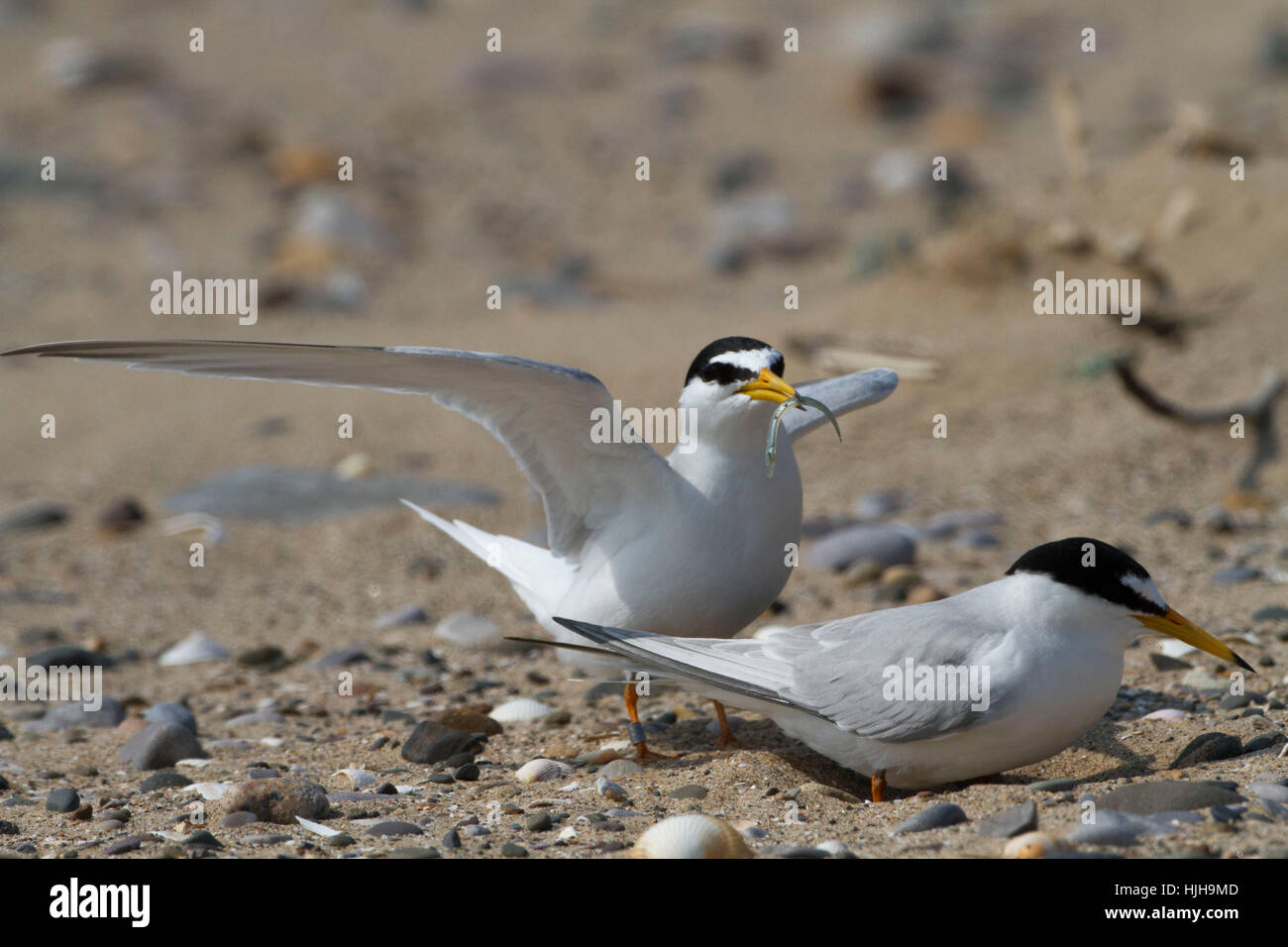 Courthip ritual between Little Terns , where the male presents a sand ...