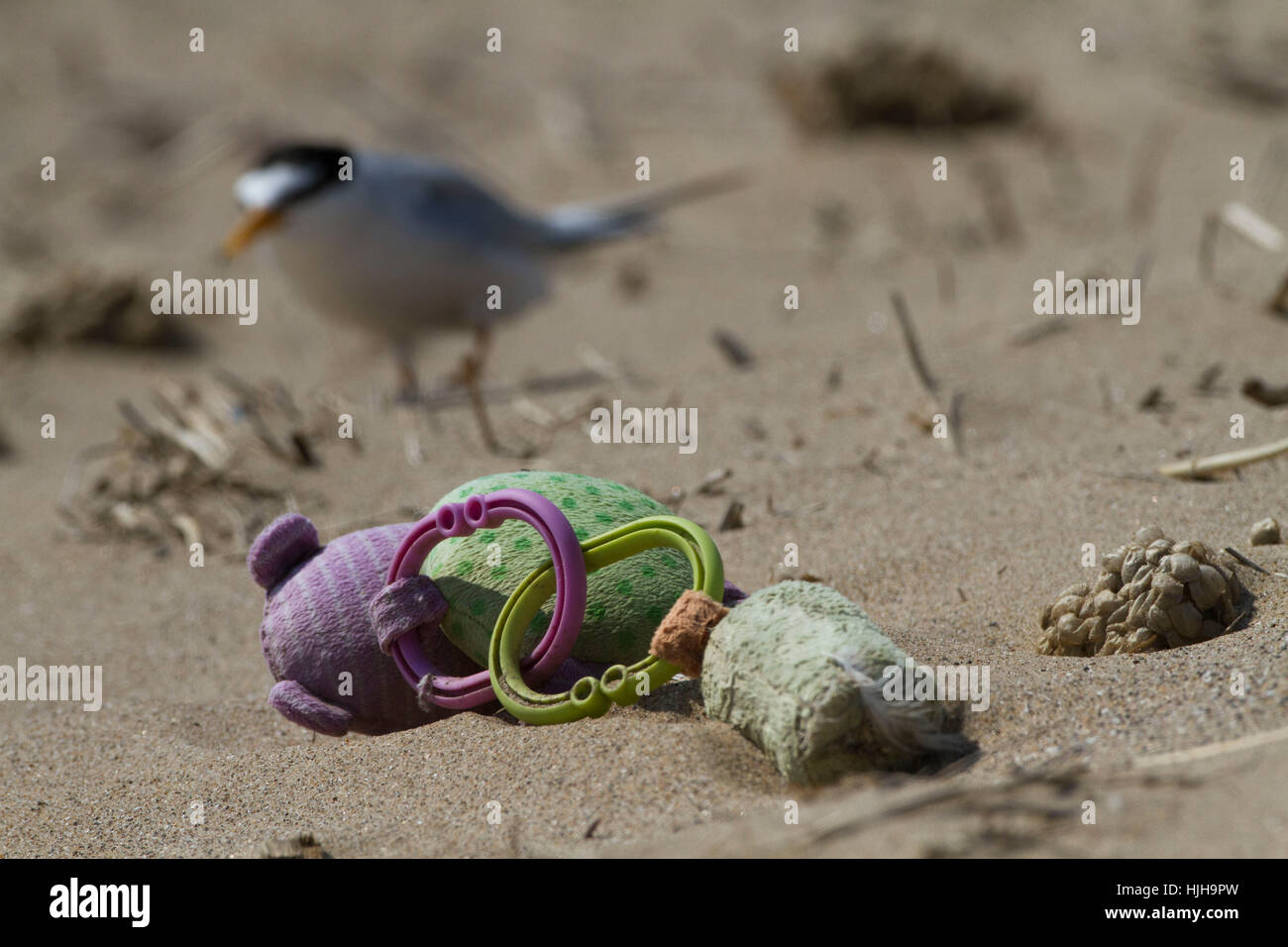 Little Tern (Sterna albifrons) and childs cuddly bear , rubbish on ...