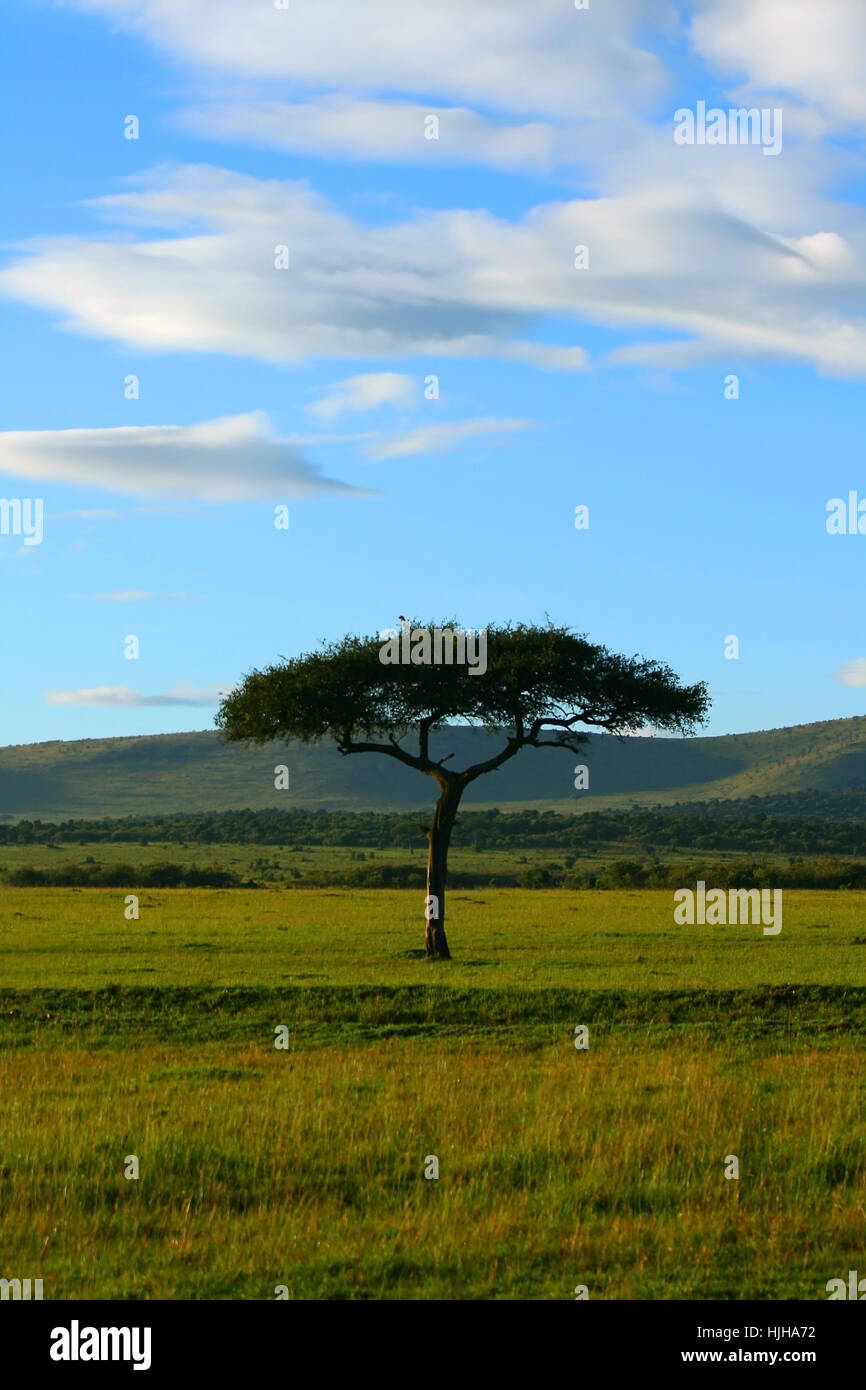 single, tree, africa, kenya, field, landscape, scenery, countryside ...
