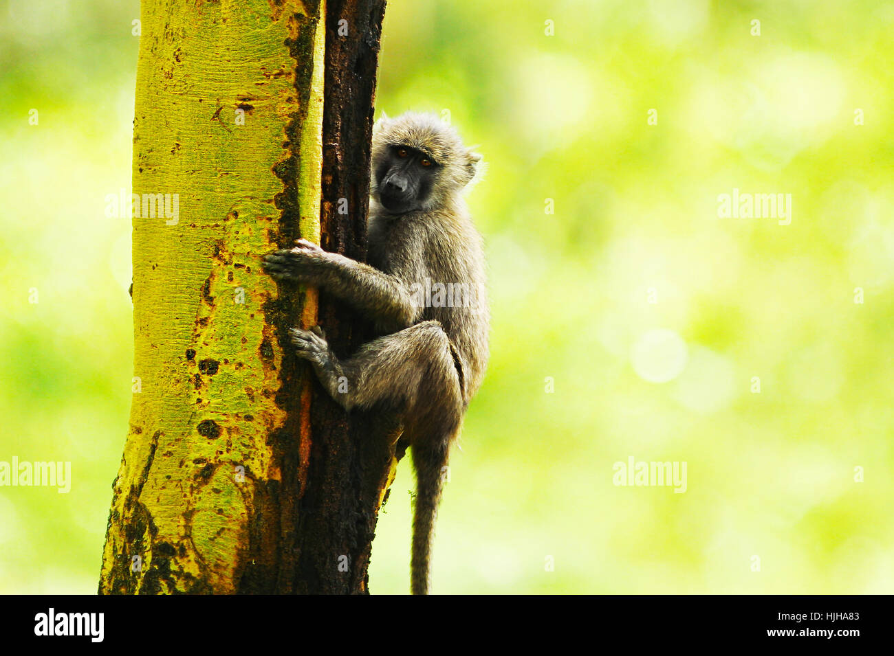 female, tree, park, animal, mammal, fauna, wild, africa, kenya, animals ...