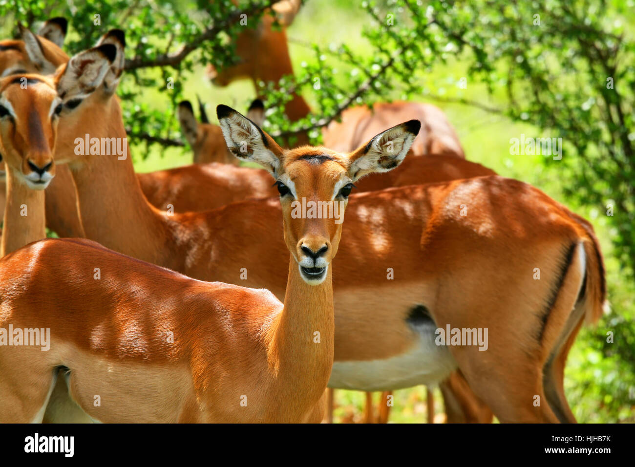 mammal, africa, kenya, animals, wildlife, African, nature, environment ...