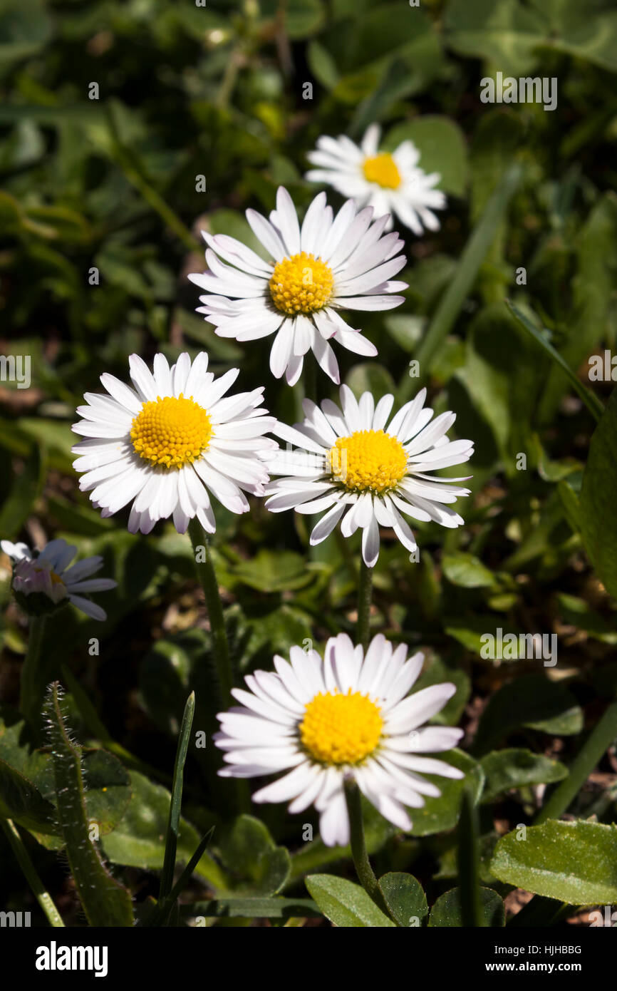 flower, flowers, plant, spring, daisy, meadow, nature, garden, bloom ...
