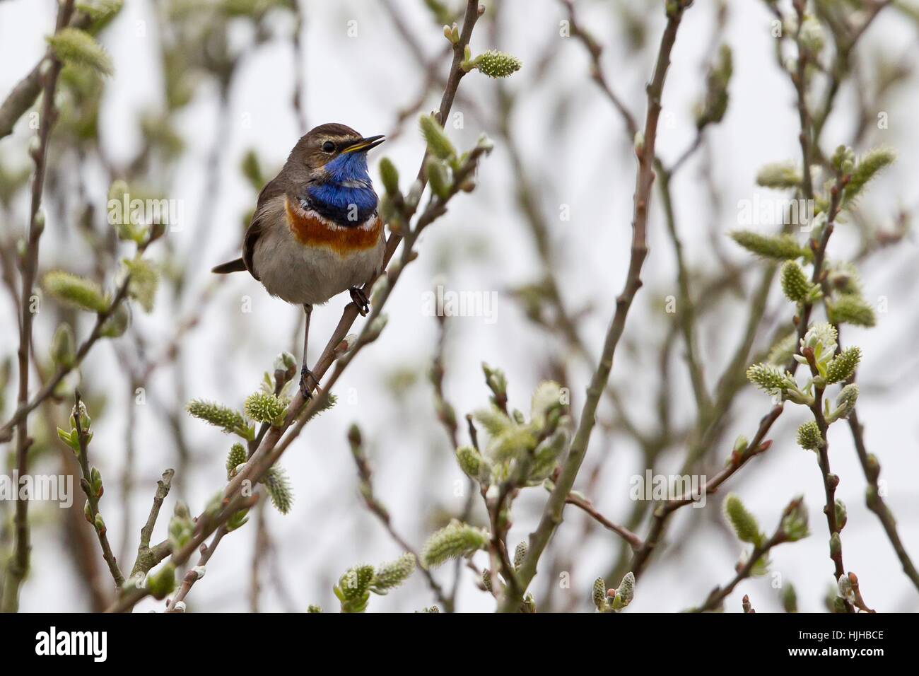 Bluebird twitter hi-res stock photography and images - Alamy