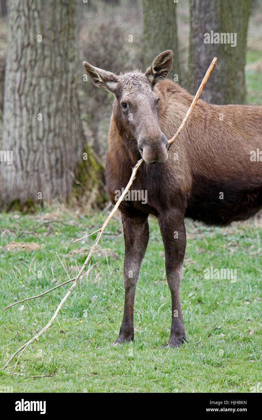 bull, cow, elk, hart, stag, animal, mammal, asia, bull, portrait ...