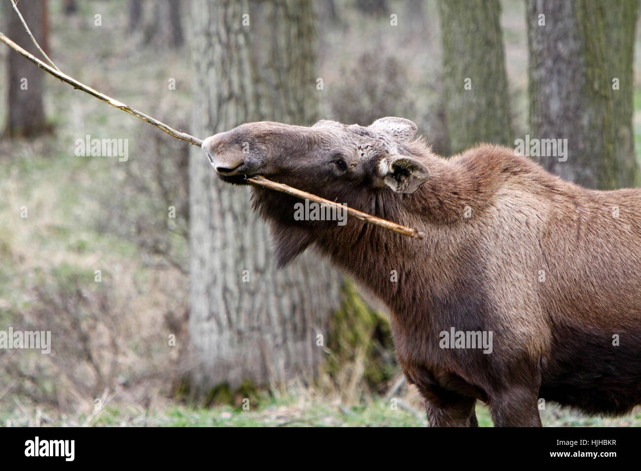 bull, cow, elk, hart, stag, animal, mammal, asia, bull, portrait ...