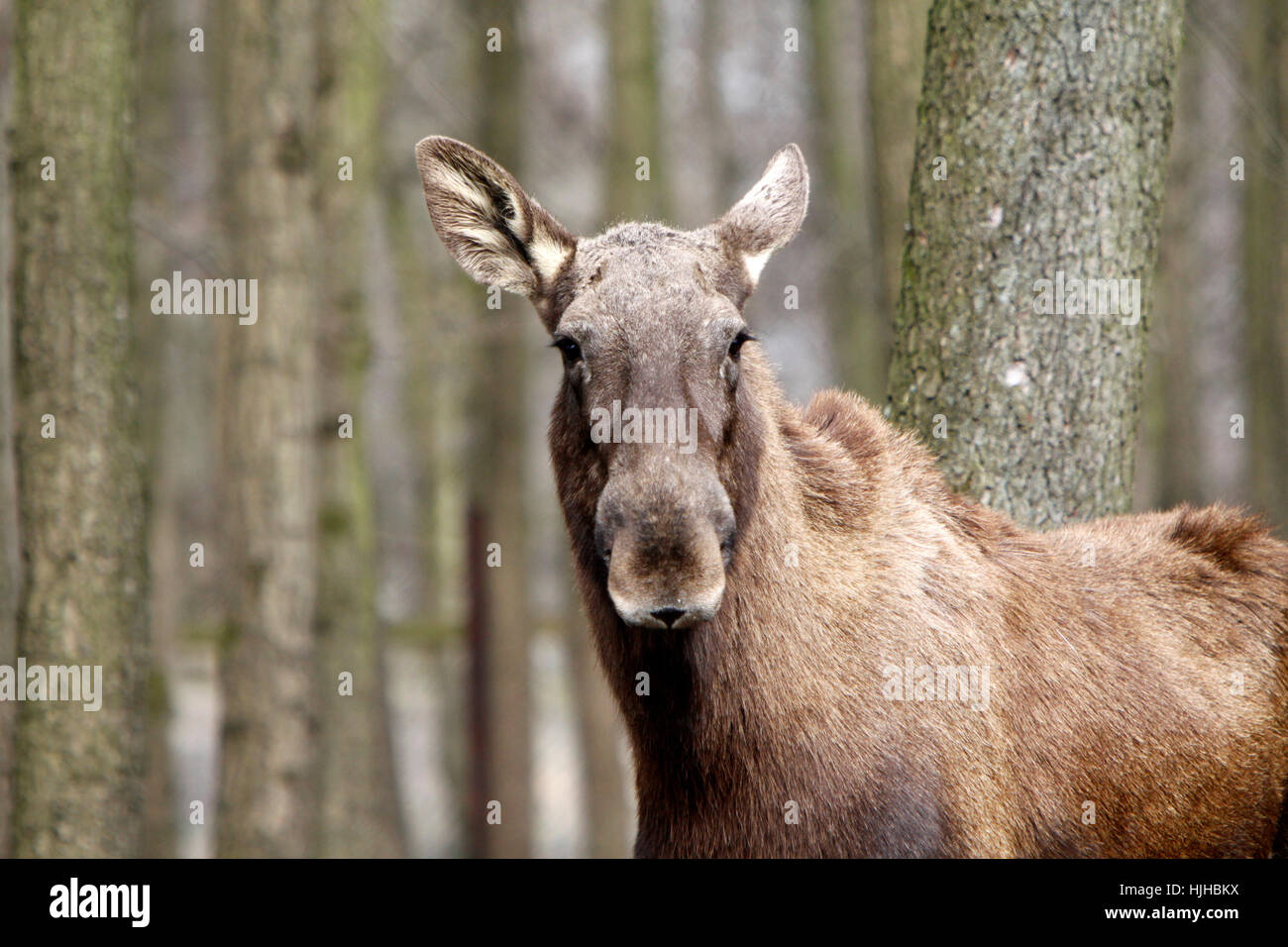 bull, cow, elk, hart, stag, animal, mammal, asia, bull, portrait ...