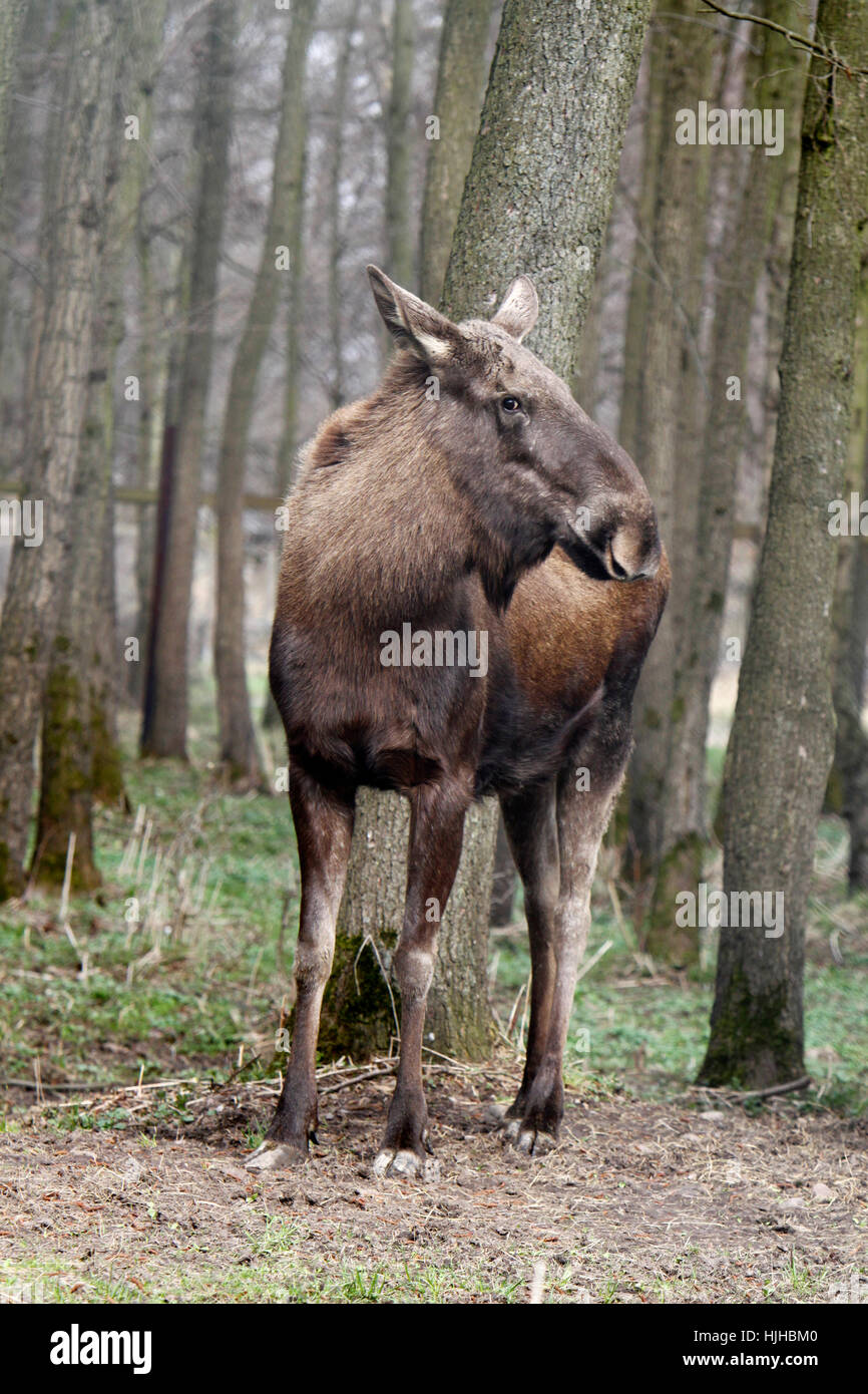 bull, cow, elk, hart, stag, animal, mammal, asia, bull, portrait ...