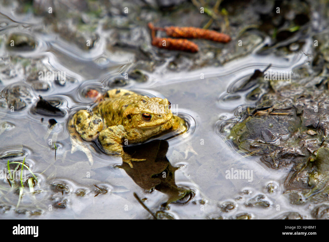 frog, toads, toad, frogs, waters, amphibian, amphibians, frog, toads ...