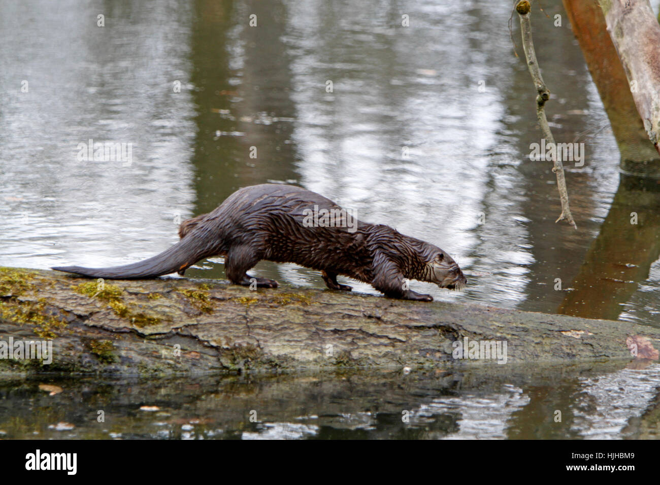 mammal, predator, otter, marten, animal, mammal, skin, predator, otter ...